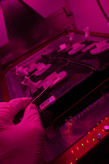 Veggie Plant Growth System Activated on International Space Station - NASA