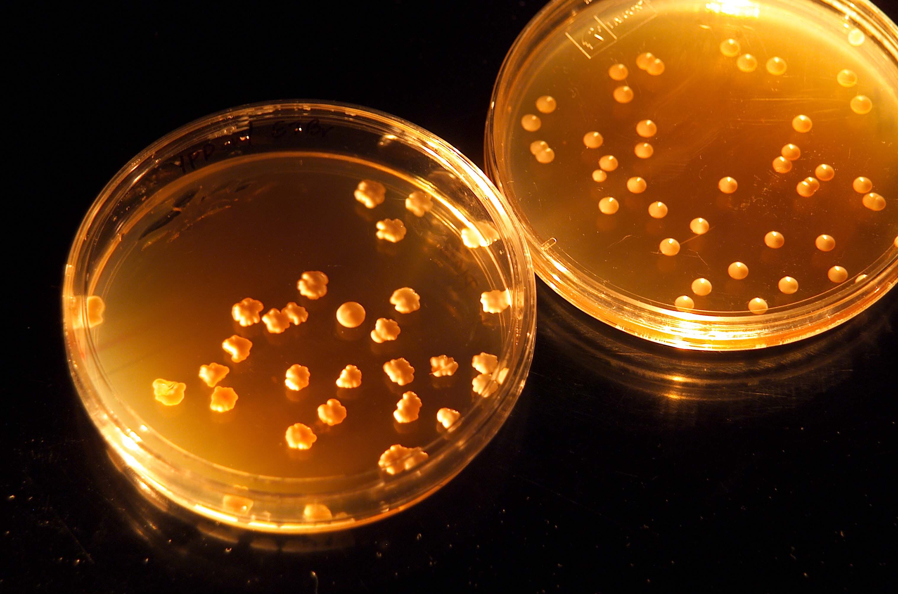 Core Area of Expertise: Biology and Astrobiology - NASA