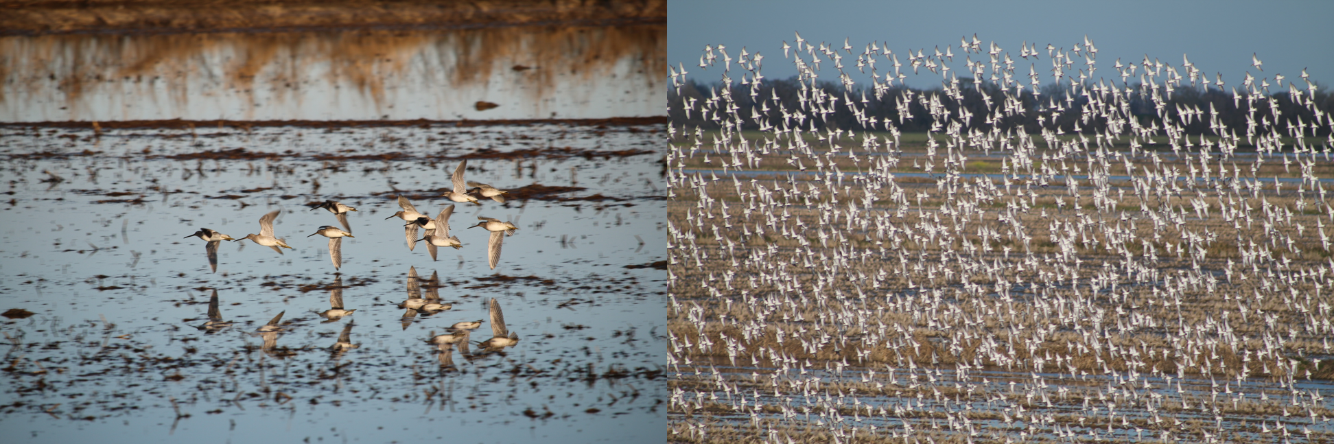 NASA Study: Climate Patterns Thousands of Miles Away Affect US Bird ...