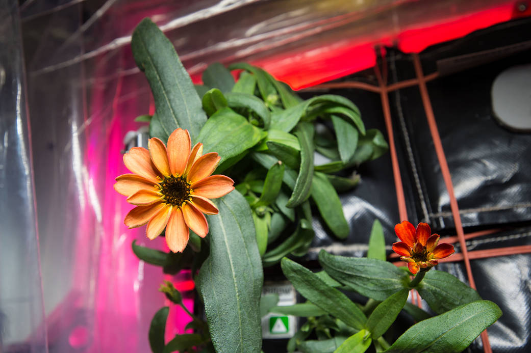 First Flower Grown in Space Station's Veggie Facility - NASA