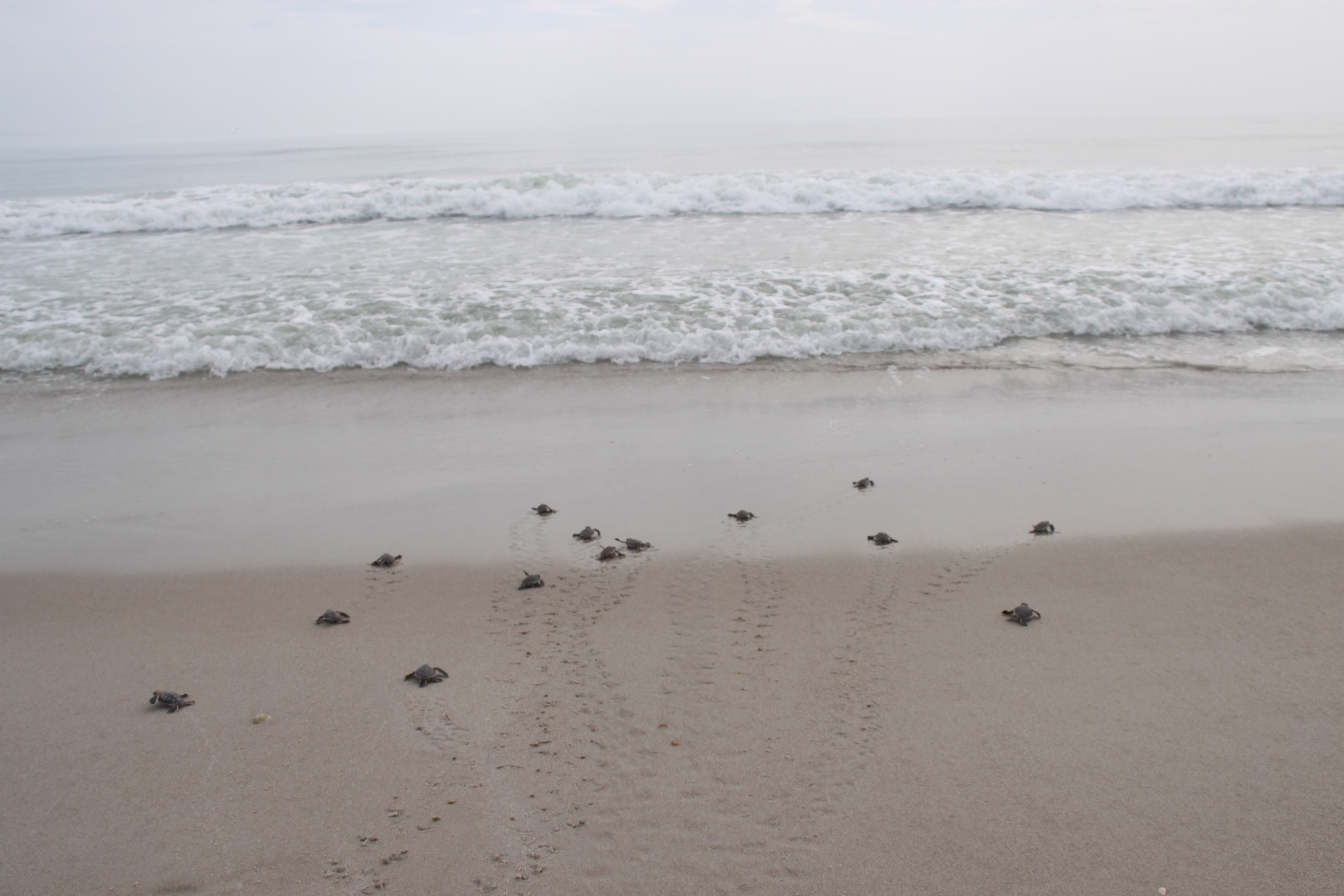 Our School - PUMS Vedapatti!: Record Number of Sea Turtles Hatch at ...