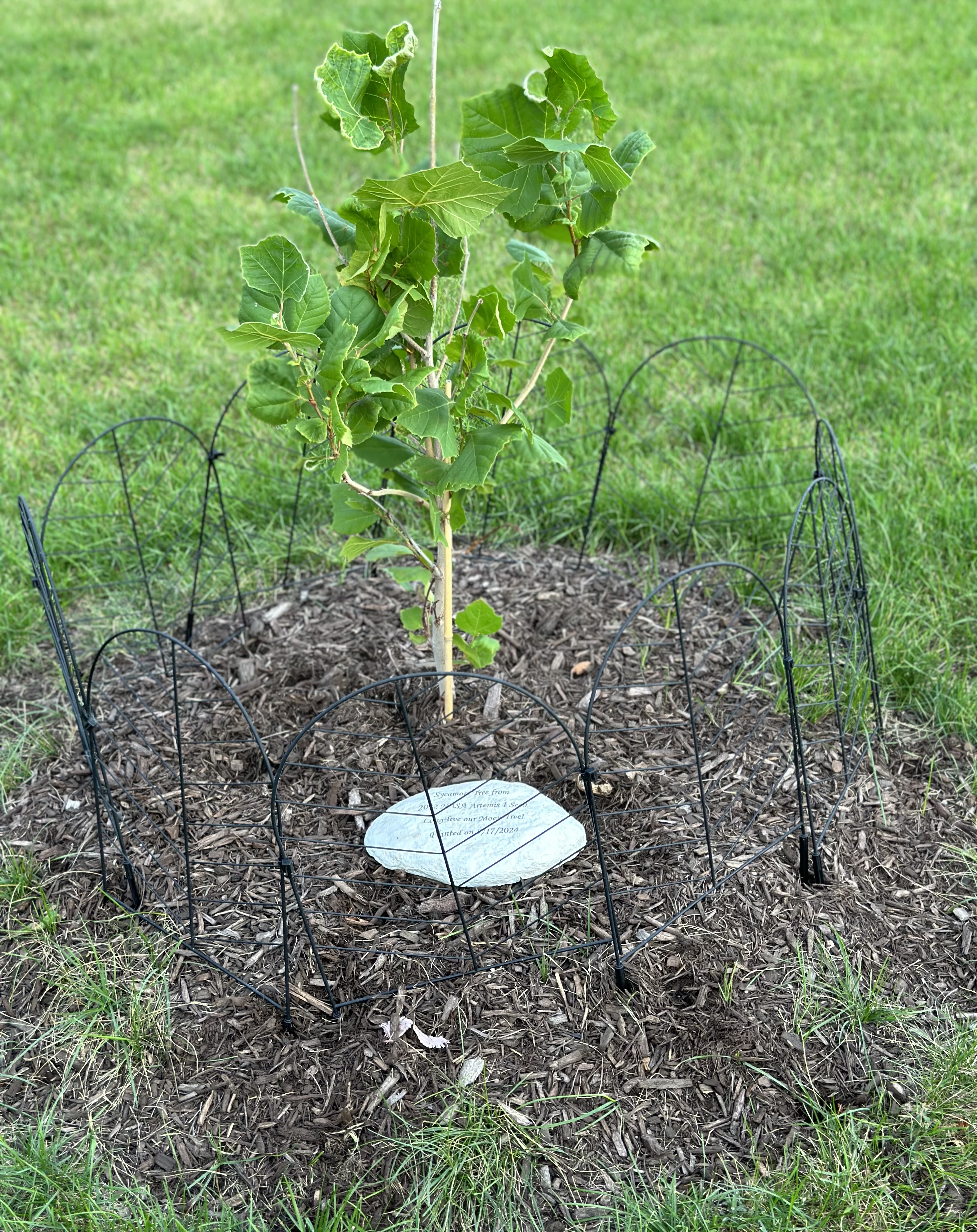 NASA STEM Artemis Moon Trees - NASA