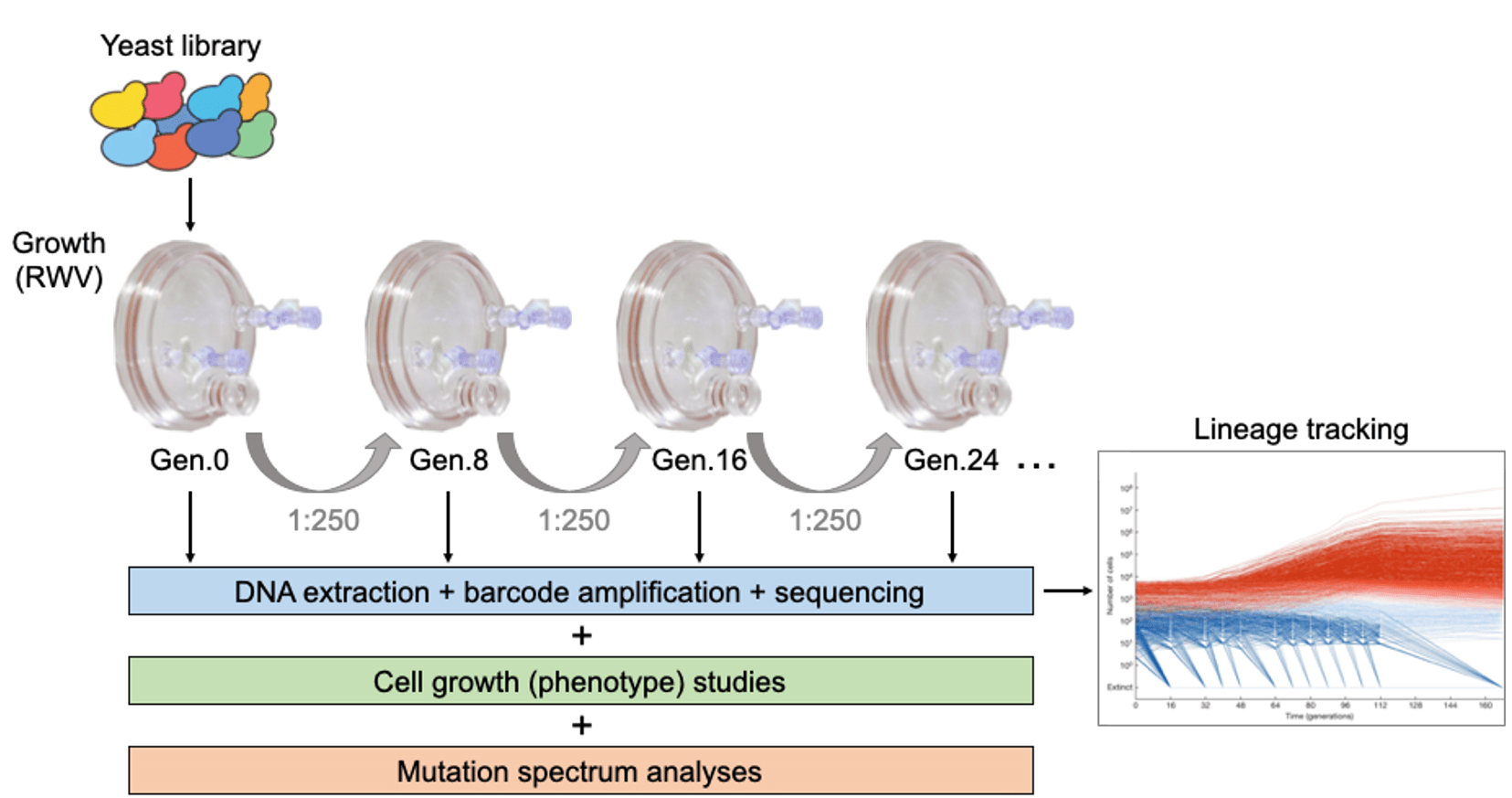 Gravitational Effects and Radiobiology of Microbes in Space - NASA