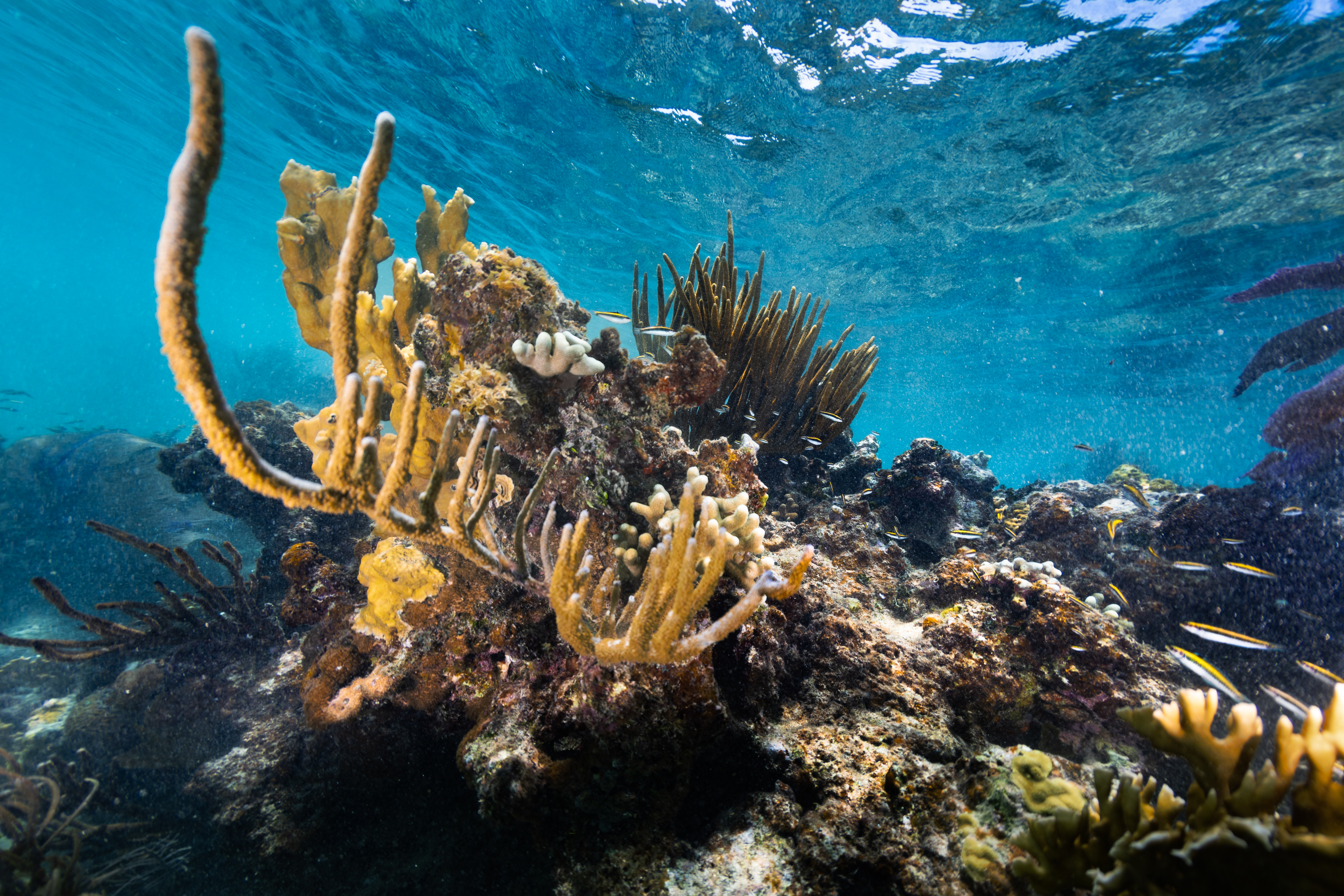 What is a Coral Reef? - NASA